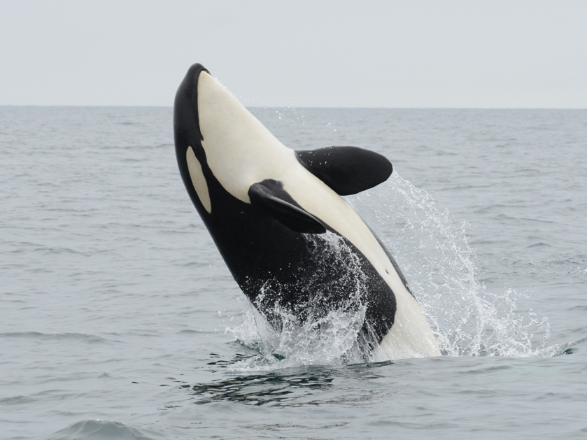 Family feast: Kin-directed prey sharing behaviour in northern resident ...